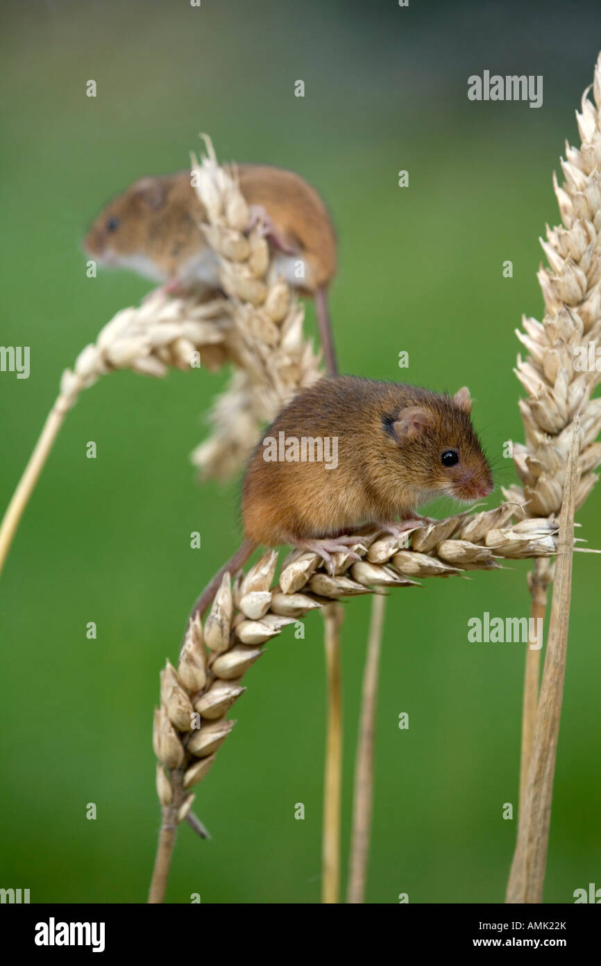 Harvest mice micromys minutus pair hi-res stock photography and images ...