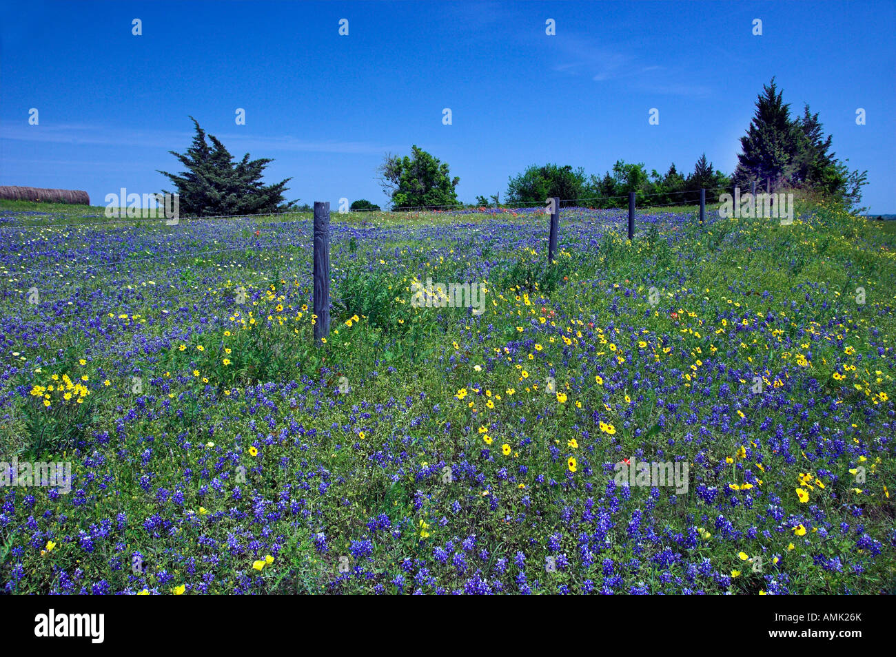 Brenham Bluebonnets High Resolution Stock Photography and Images - Alamy
