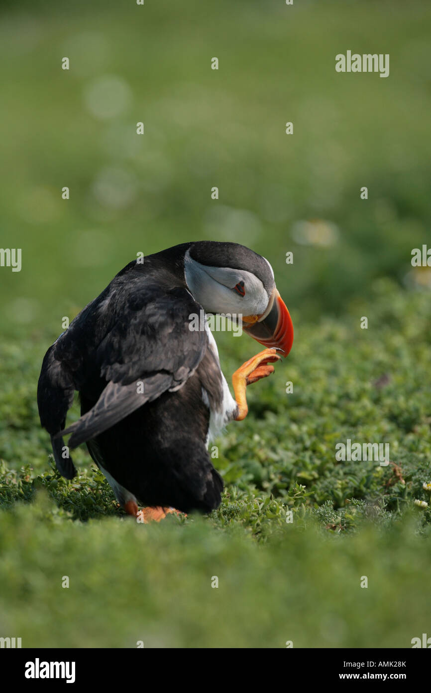 Atlantic Puffin Fratercula arctica scratching its beak with its foot ...