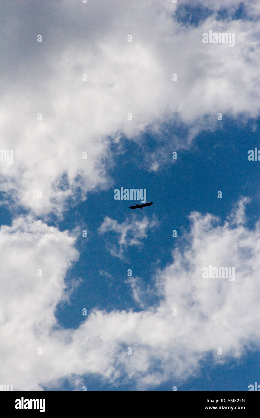 An eagle in flight at Posof, Turkey 2005 Stock Photo - Alamy