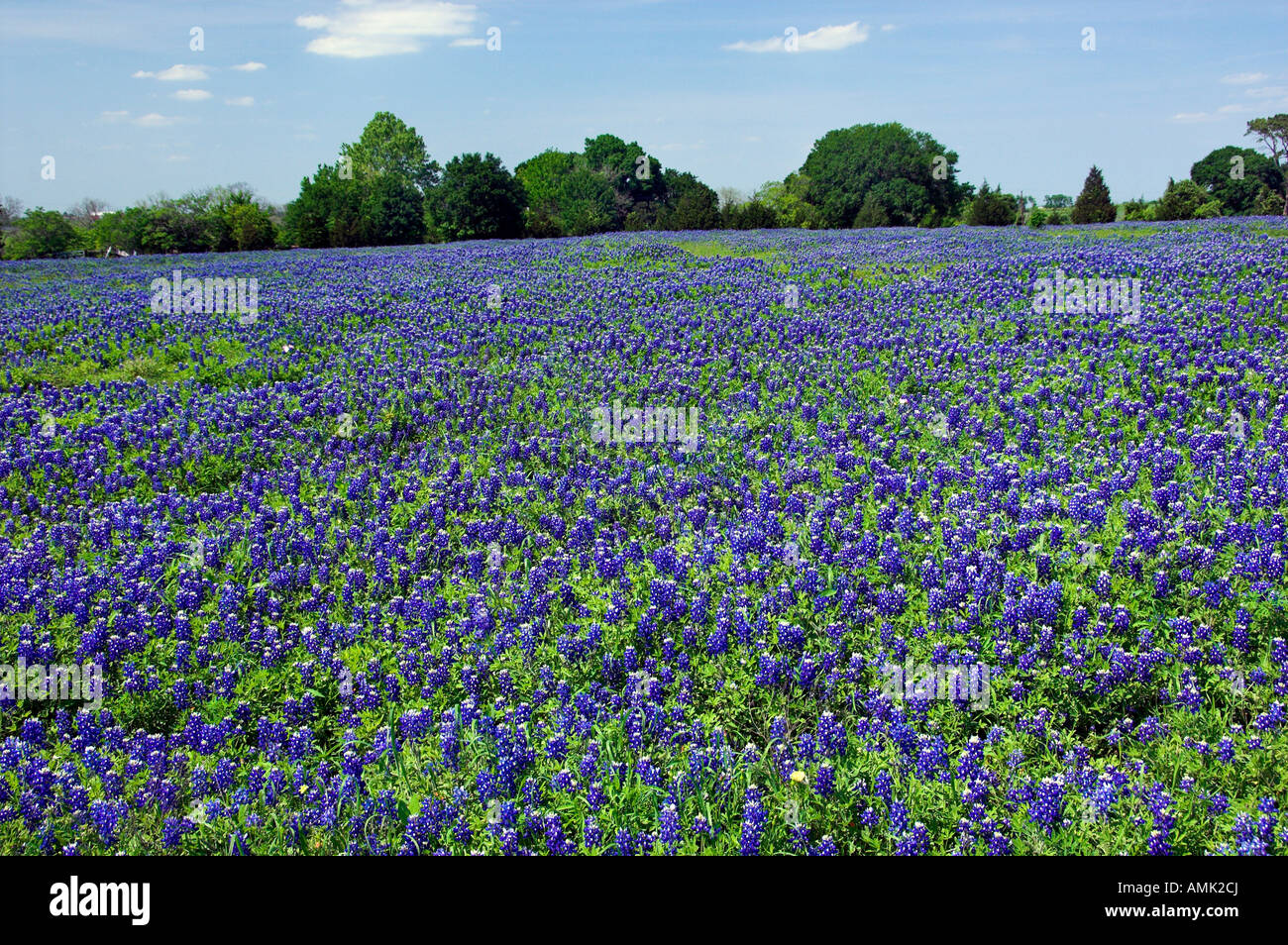Spring wildflowers of Texas bluebonnets near Brenham Texas USA Stock ...