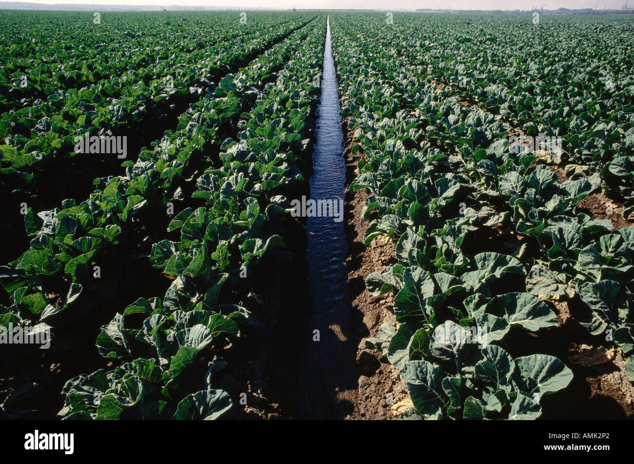 Irrigation and Cauliflower Field, California, USA Stock Photo - Alamy