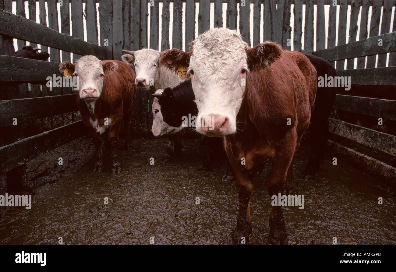 Cattle, Alberta, Canada Stock Photo - Alamy