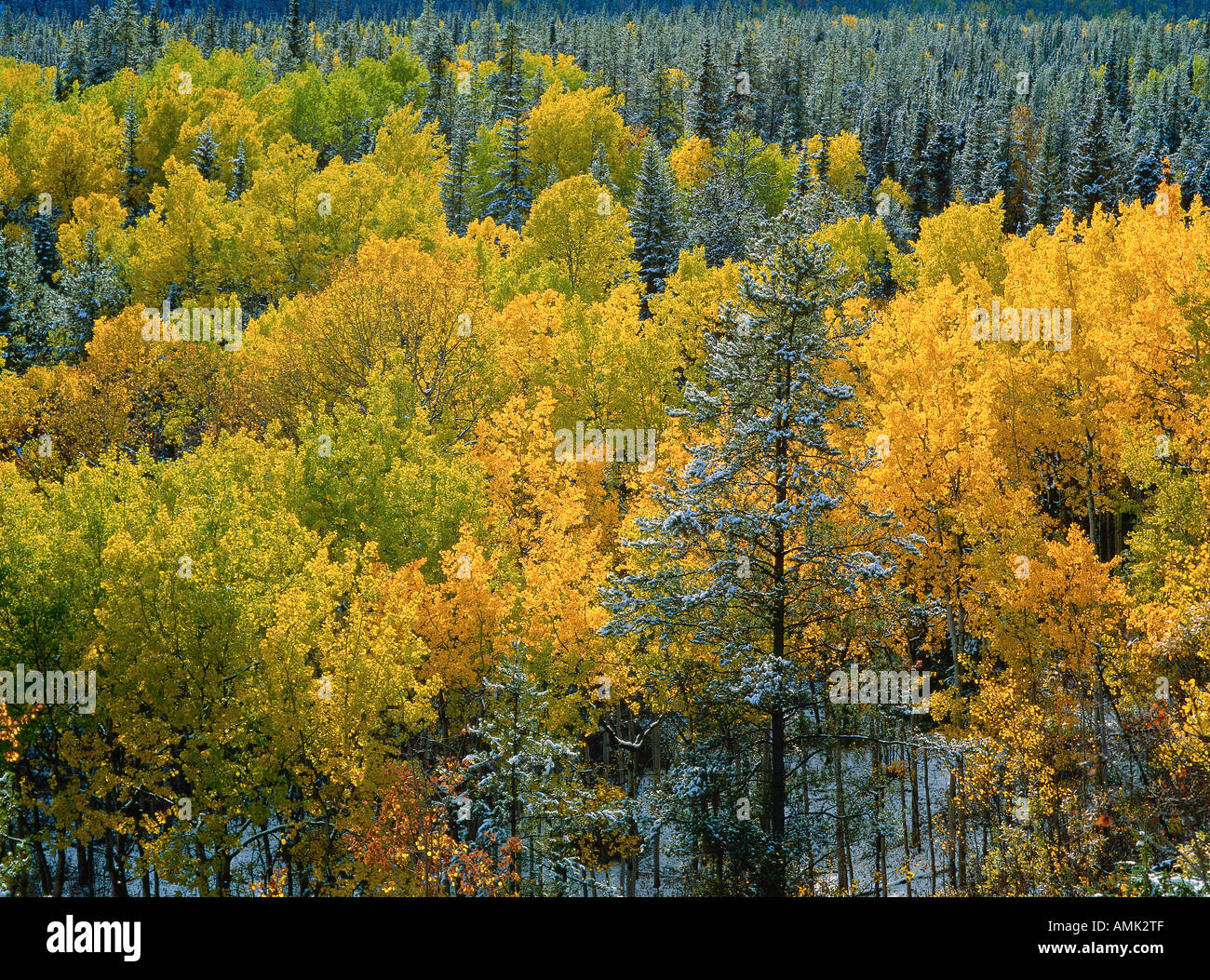 Lake yukon territory yt canada hi-res stock photography and images - Alamy