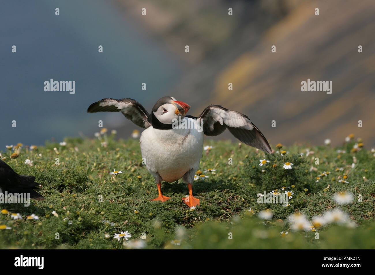 Stretching wings on clifftop hi-res stock photography and images - Alamy