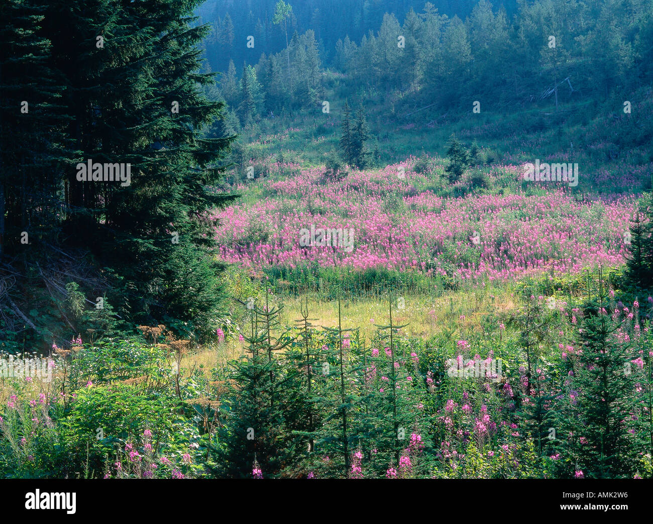 Monashee hi-res stock photography and images - Alamy