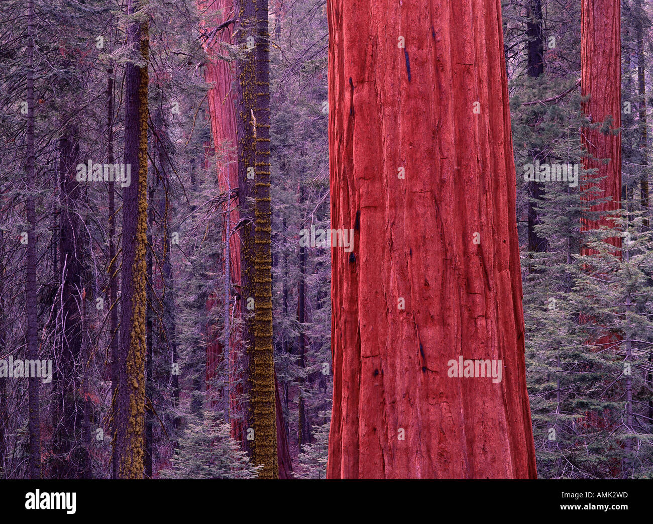 Sequoia Tree, Sequoia National Park, California, USA Stock Photo - Alamy