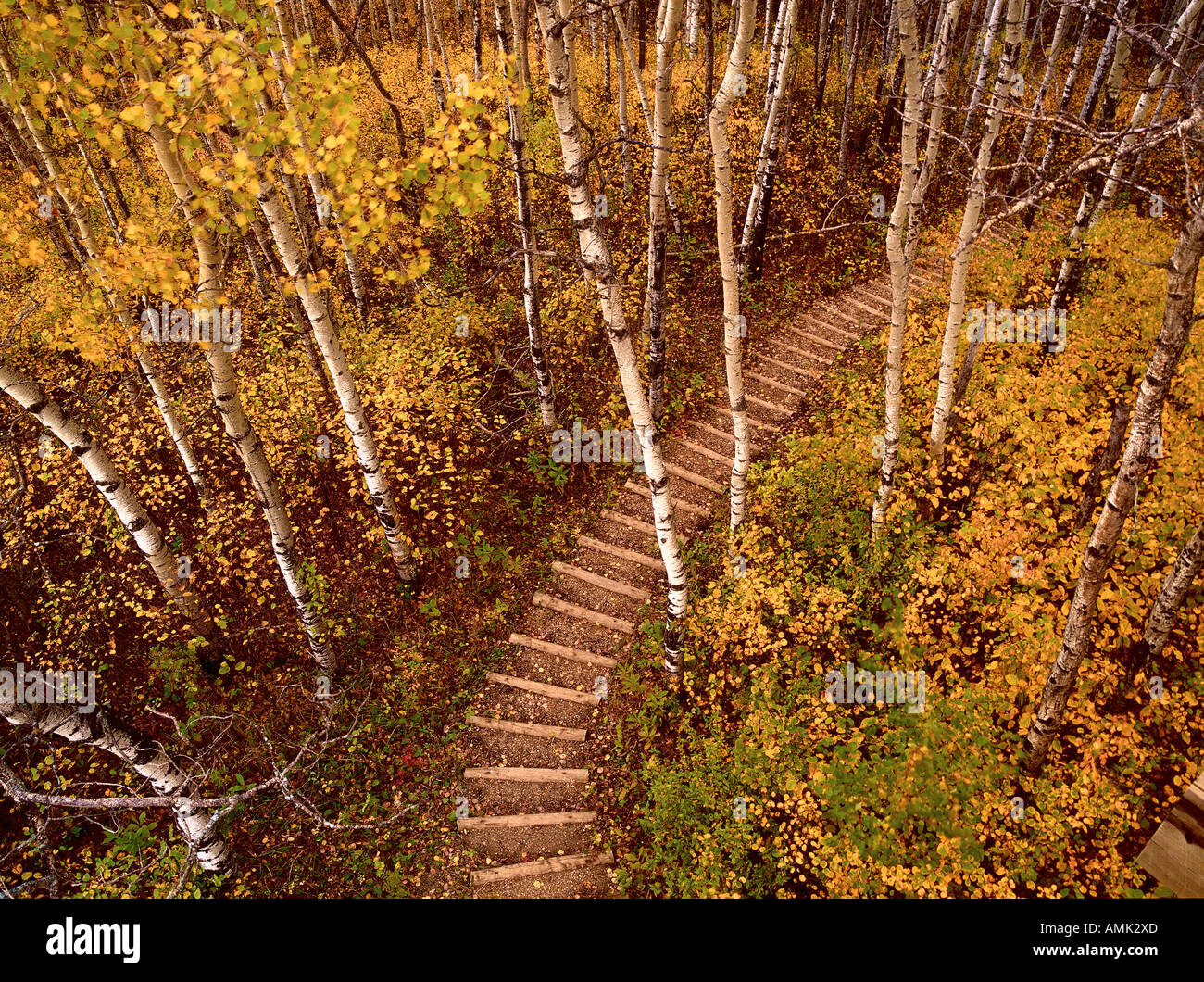 Path Through Forest in Autumn, Prince Albert National Park ...