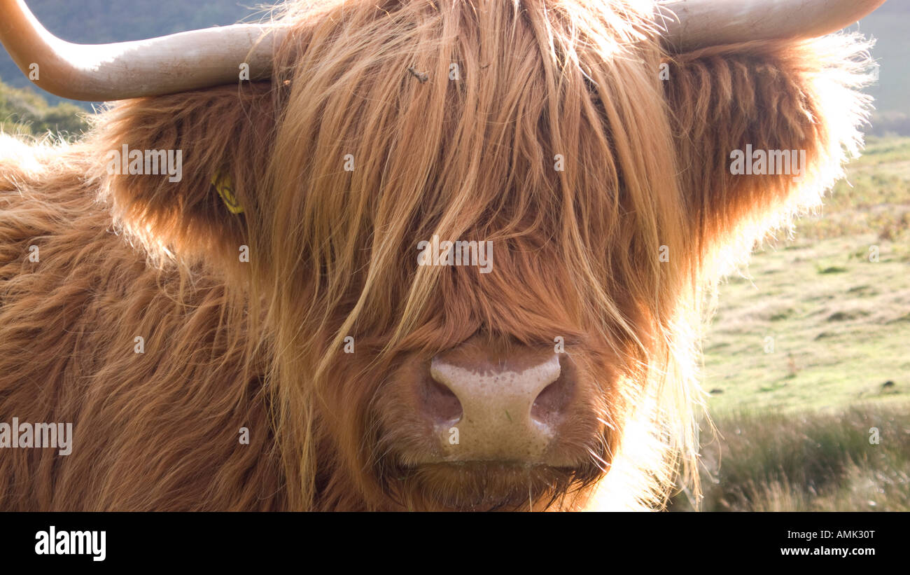Cow horns backlit hi-res stock photography and images - Alamy