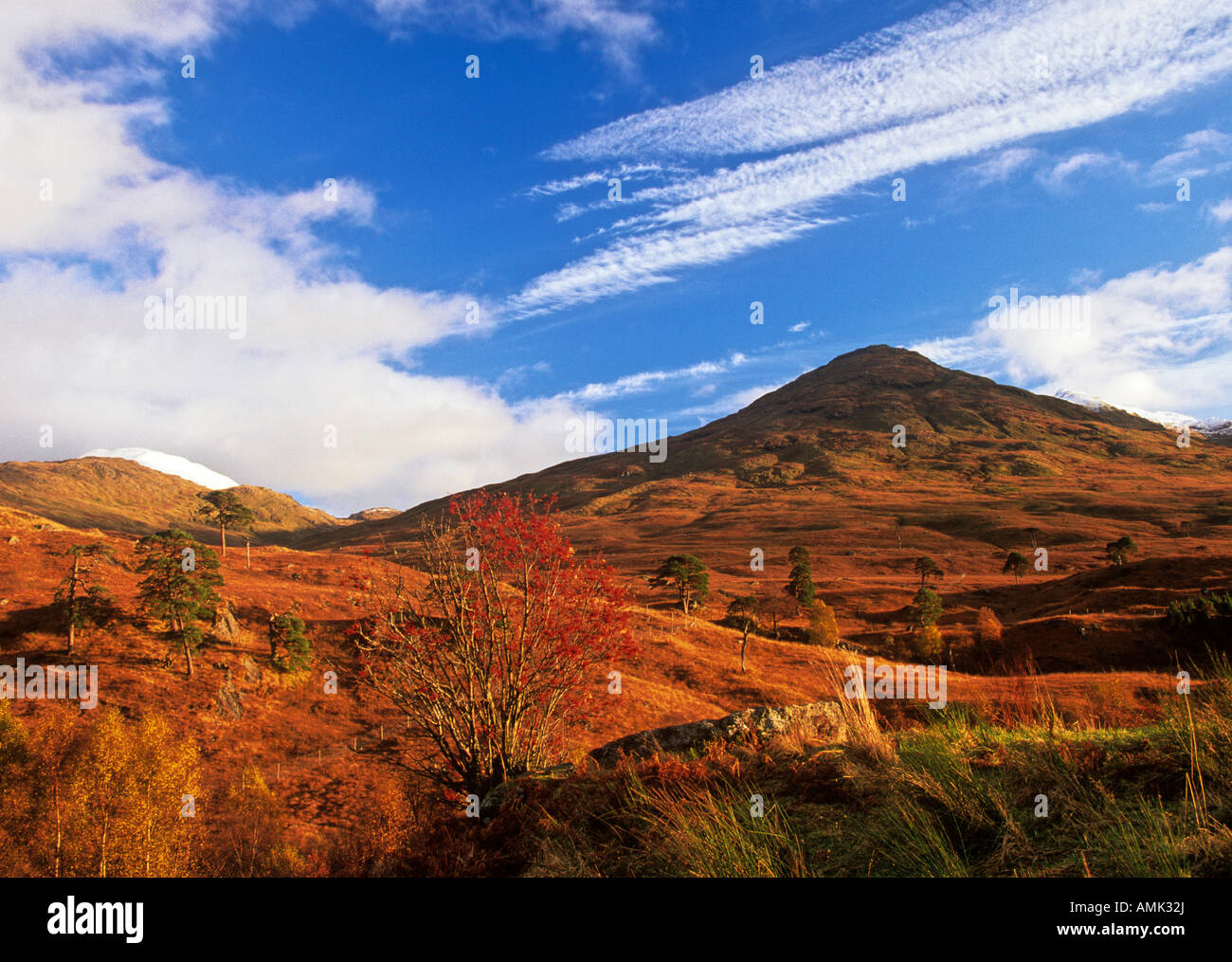 Denuded trees hi-res stock photography and images - Alamy