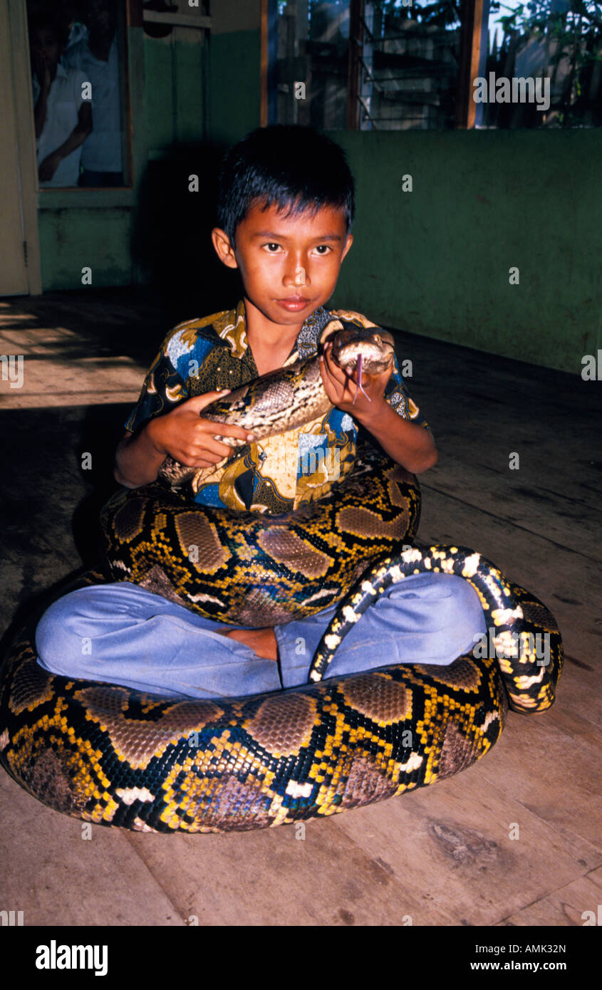 Netzpython indonesien familly with tame Reticulated Python Python ...