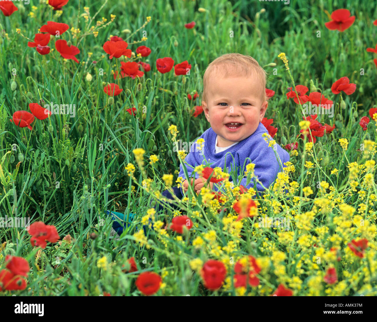 Baby boy 8 month old sitting on a poppy field Stock Photo - Alamy