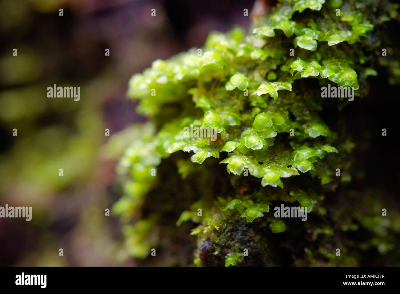 closeup on moss Stock Photo - Alamy