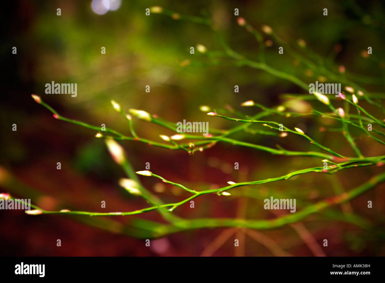Closeup stems hi-res stock photography and images - Alamy