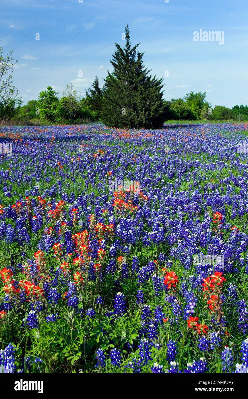 Spring wildflowers of Texas bluebonnets and Indian paintbrush near ...
