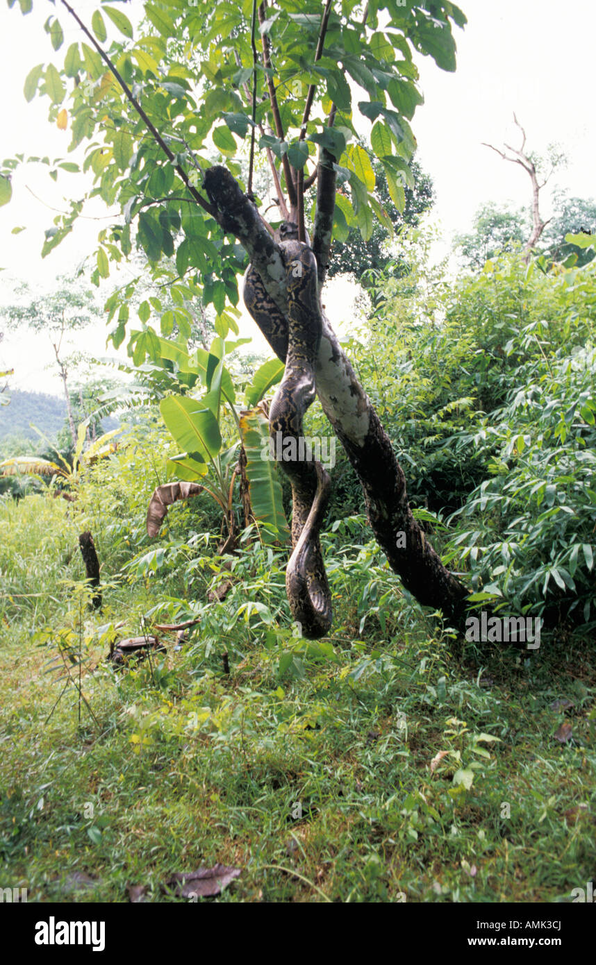 Netzpython indonesien familly with tame Reticulated Python Python ...