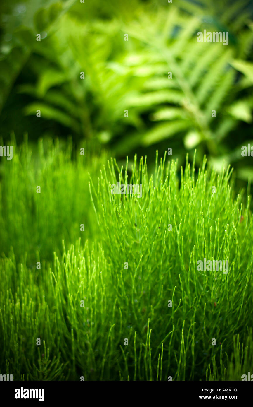 grasses and ferns on a wetland Stock Photo - Alamy