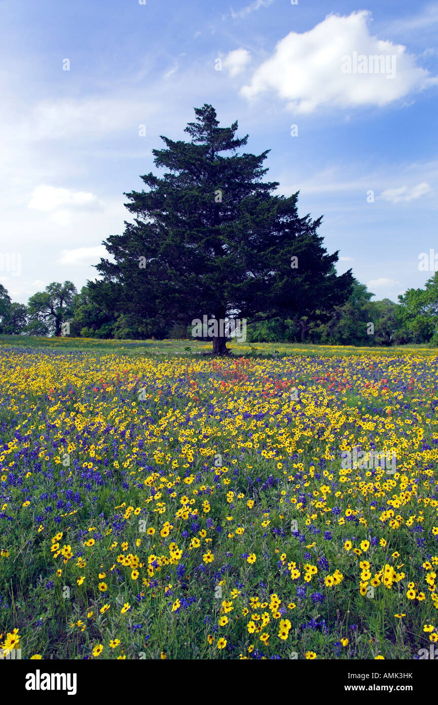 Various spring wildflowers near Brenham Texas USA Stock Photo - Alamy