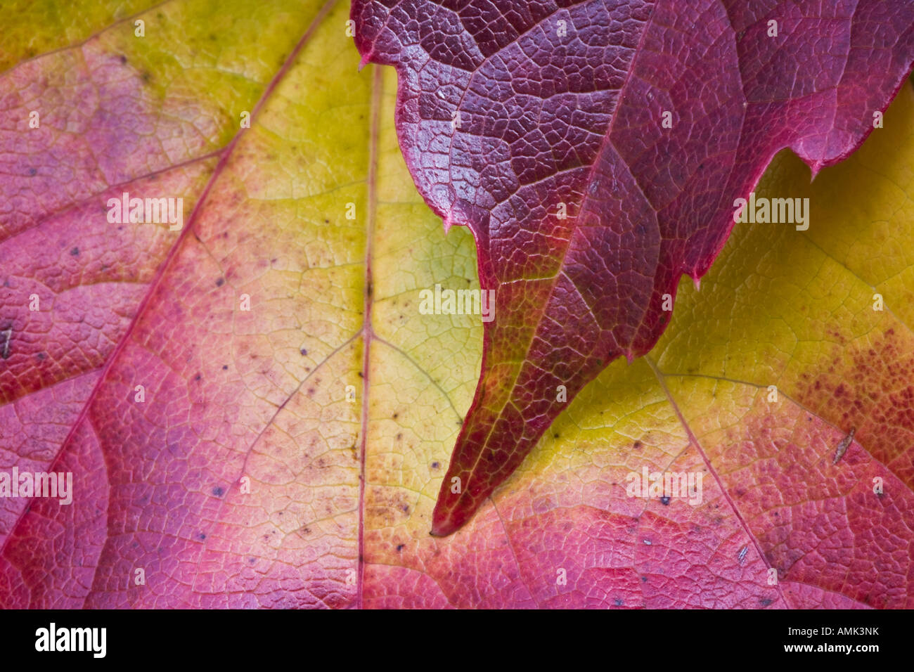 Close up of an autumn leaf Stock Photo - Alamy