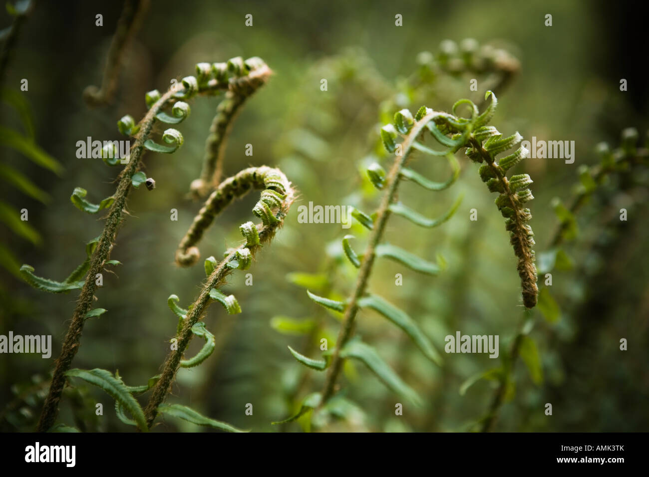 multiple fern fronds Stock Photo - Alamy
