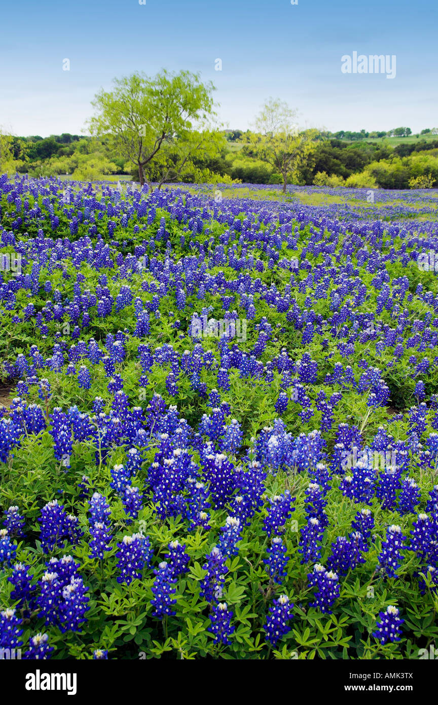 Bluebonnets hi-res stock photography and images - Alamy