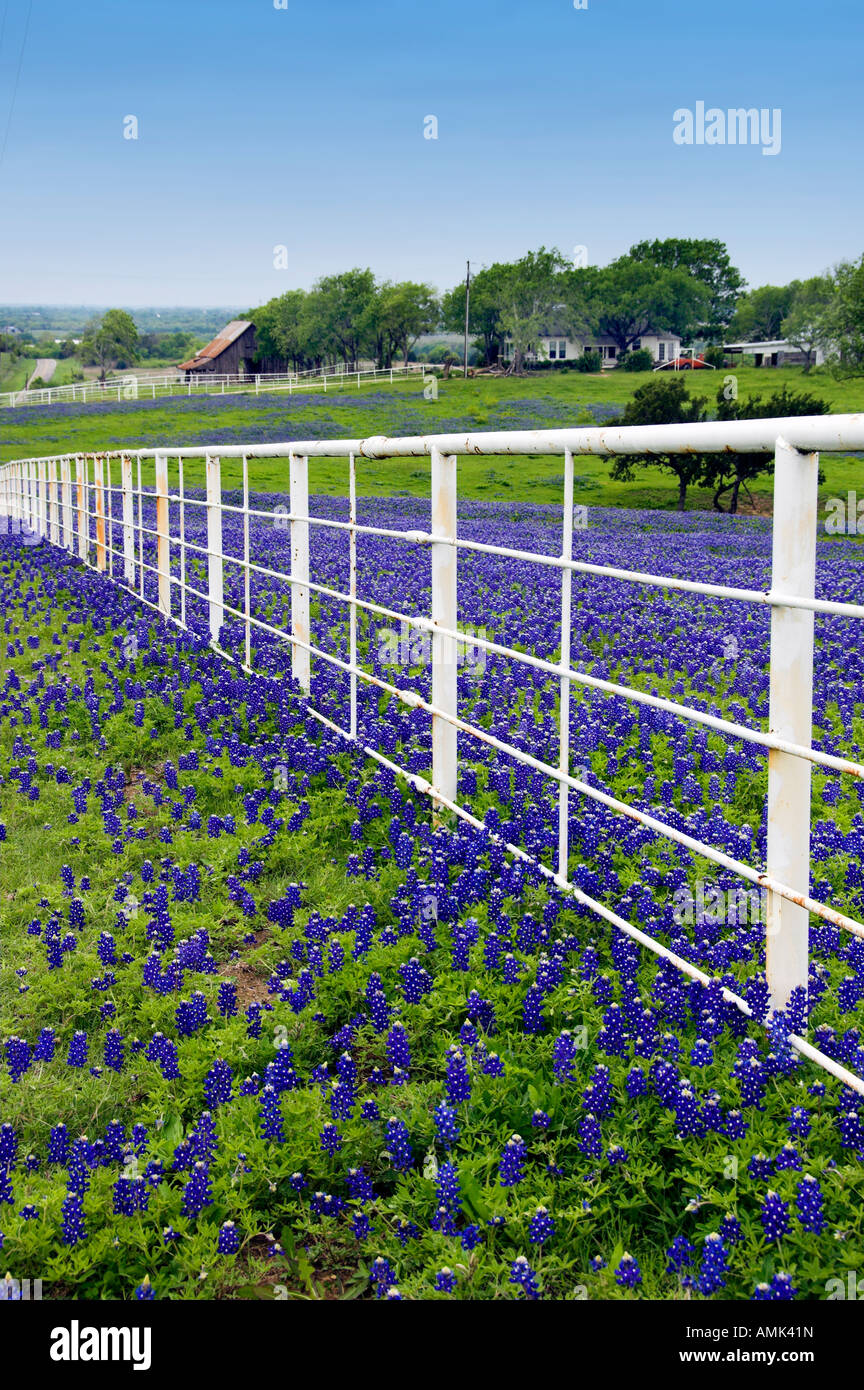 A white farm fence and a field of Texas bluebonnets near Ennis Texas ...