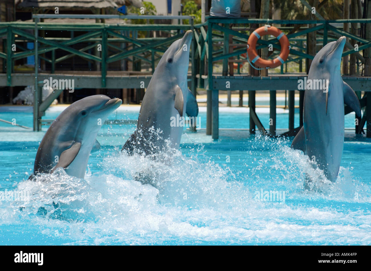Dolphin tail walk hi-res stock photography and images - Alamy