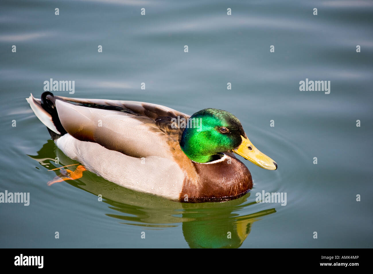 Duck in Dublin Zoo, Ireland Stock Photo - Alamy