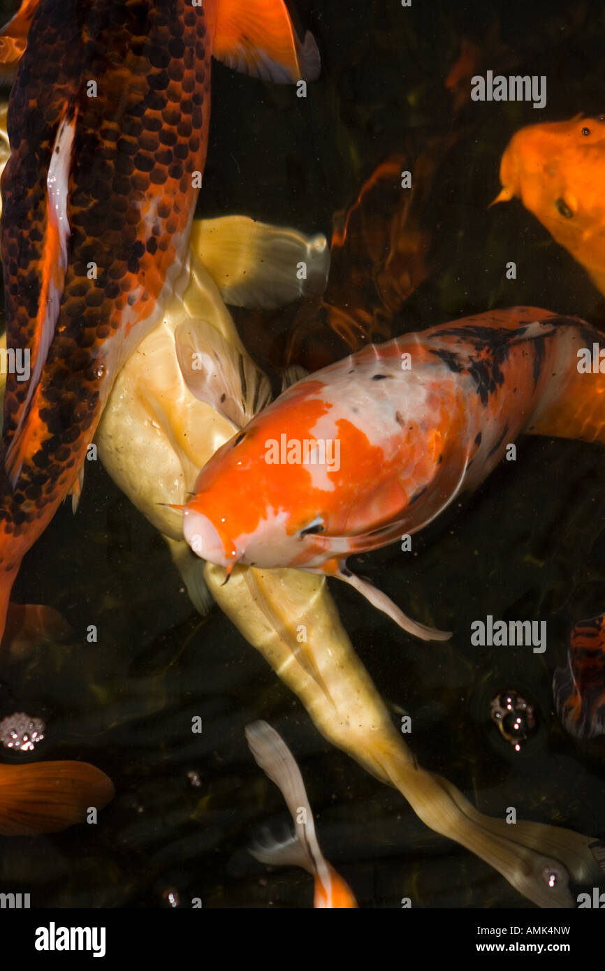Gold fish in a pond Stock Photo - Alamy