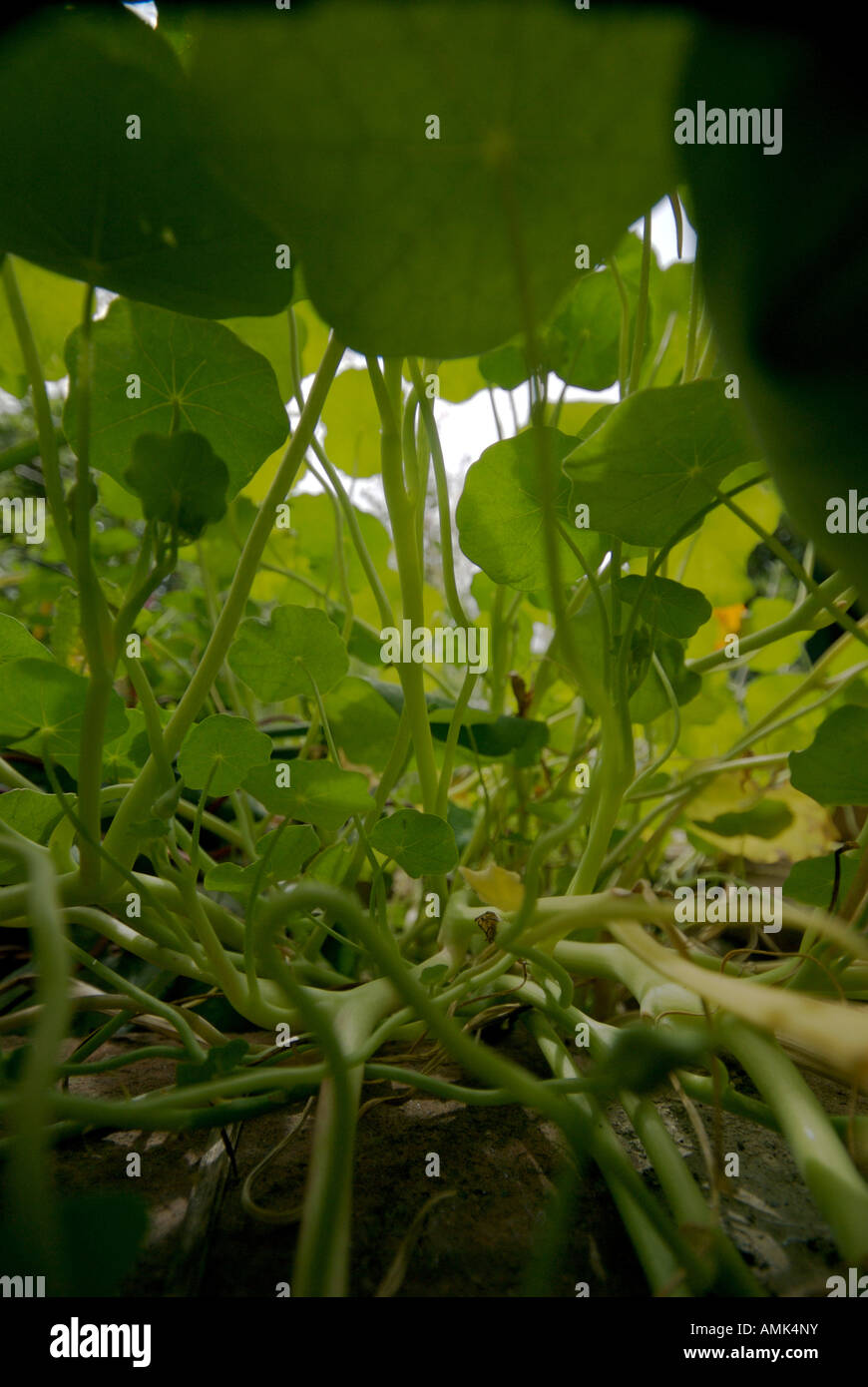 Root level hi-res stock photography and images - Alamy