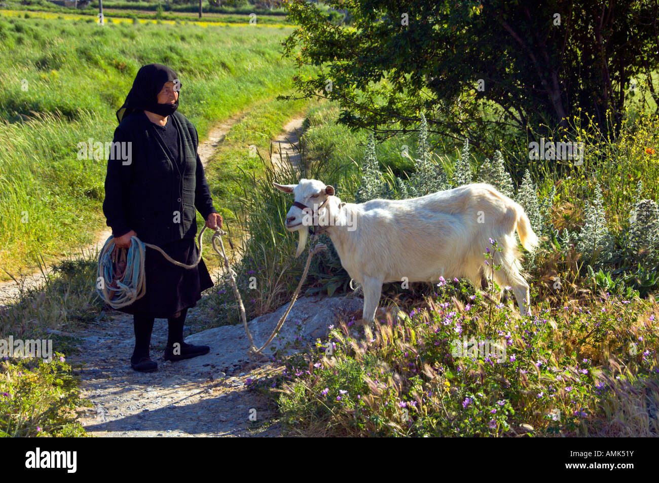 An elderly lady leading a white goat along a path on the Lasithi ...