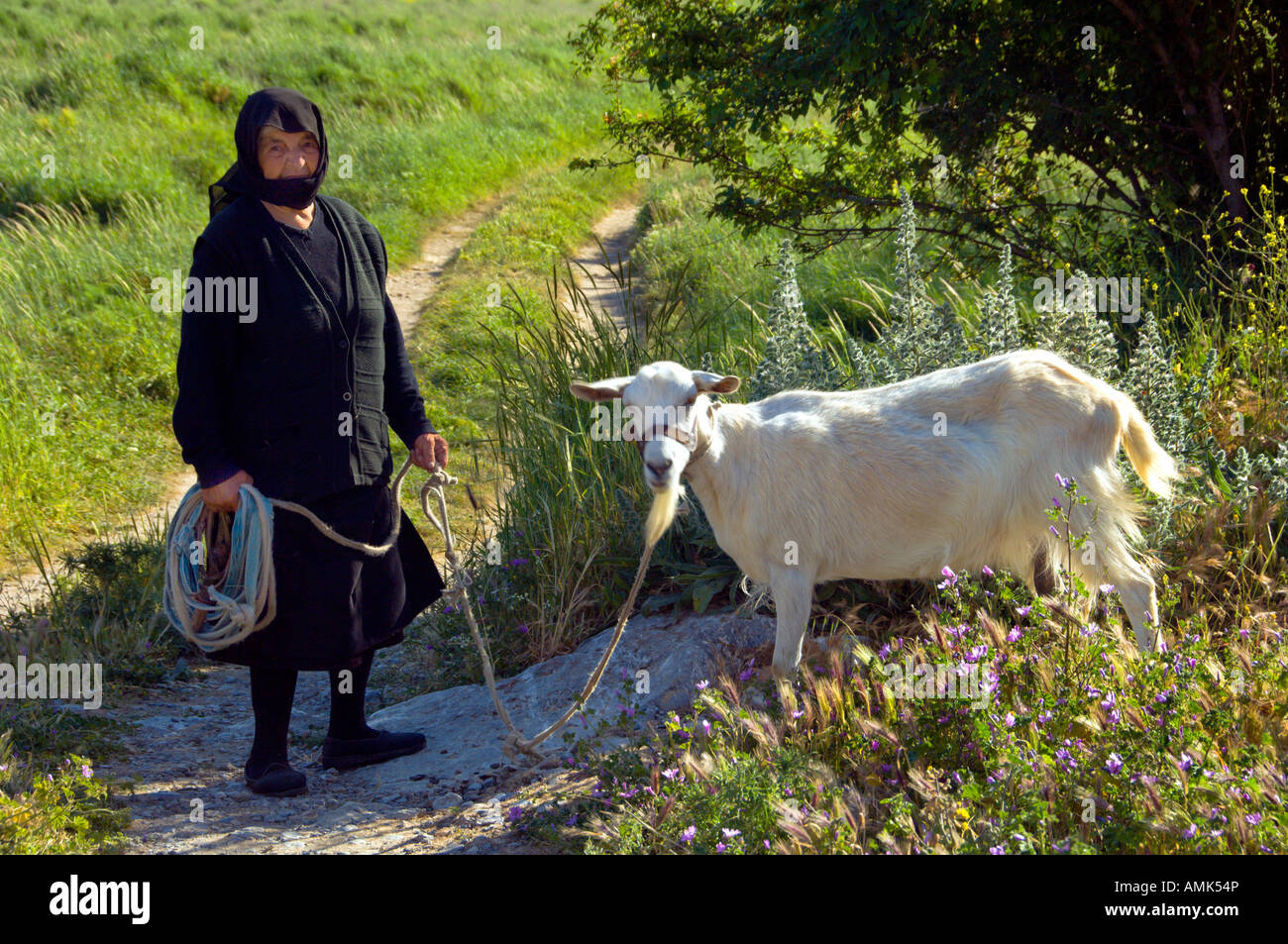 Elderly lady leading white goat hi-res stock photography and images - Alamy