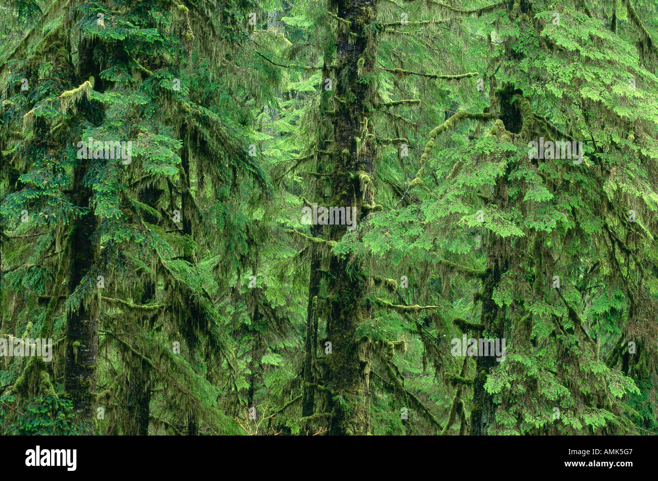 Temperate Rainforest, Pacific Rim Nat. Park, Vancouver Island, B.C ...