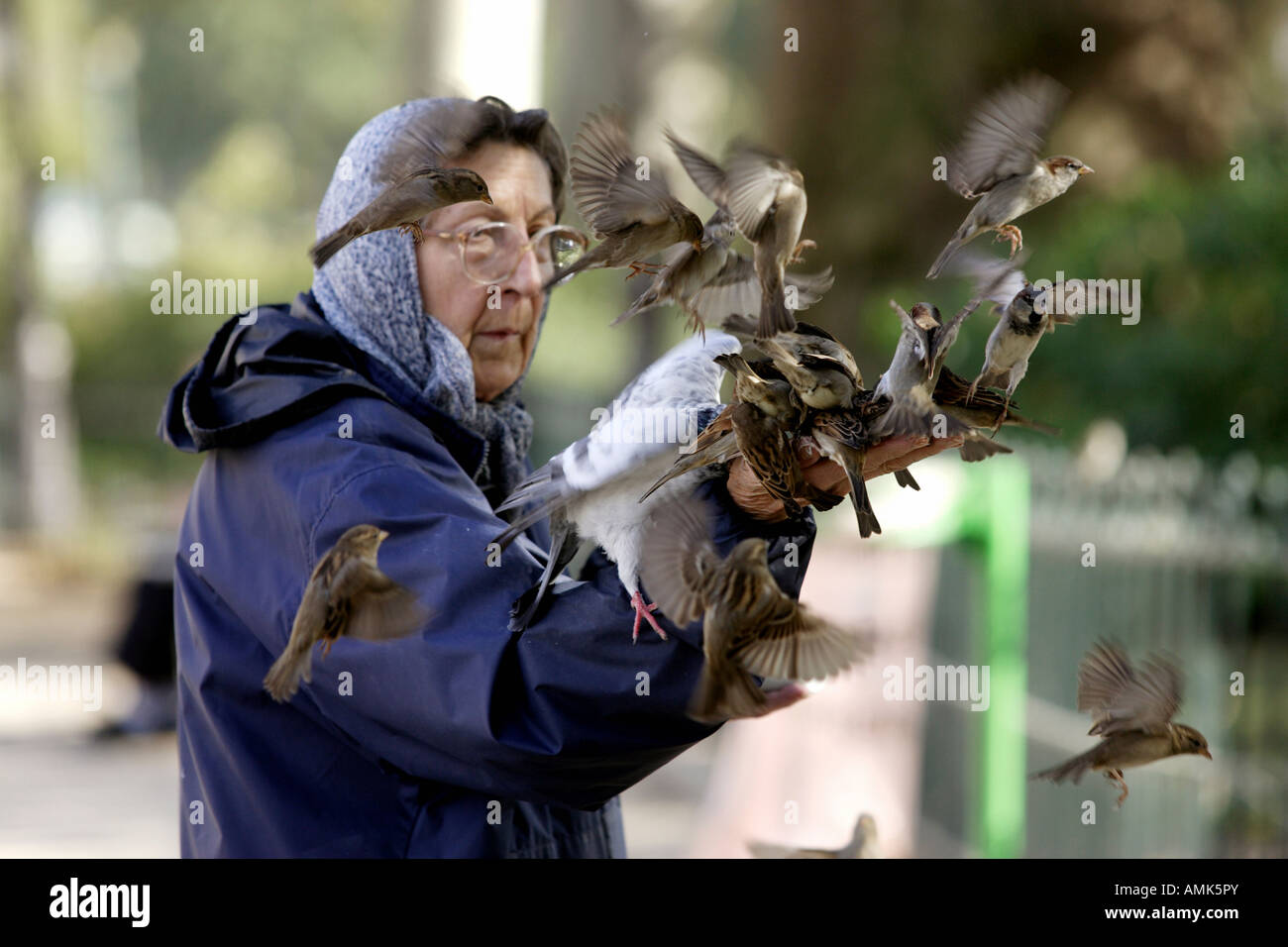 Elderly lady feeding birds, Paris, France Stock Photo - Alamy