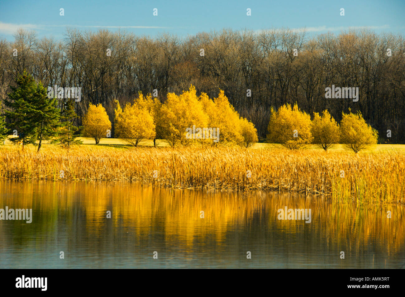 Fall foliage with reeds and a calm pond in King s Park Winnipeg ...