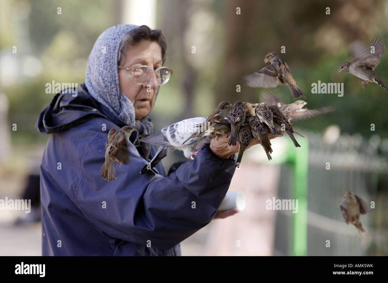 Elderly woman feeding birds hi-res stock photography and images - Alamy