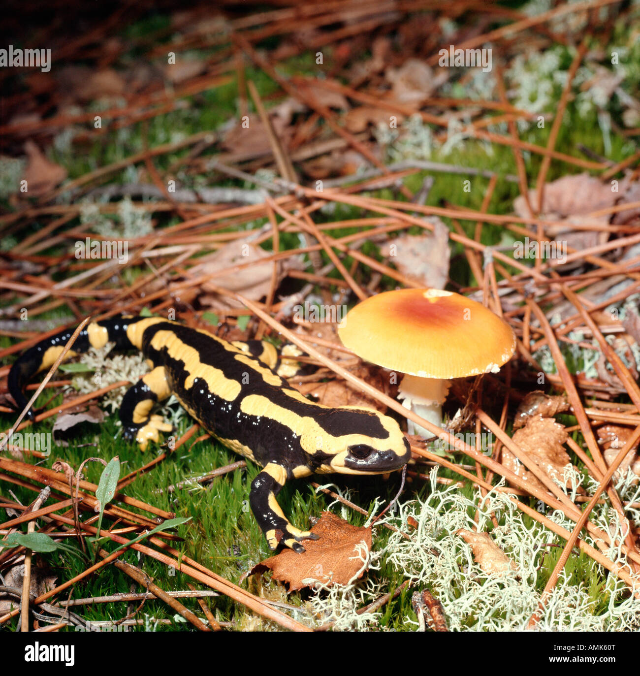 Feuersalamander Salamandre tachetée European Fire Salamander Salamandra ...