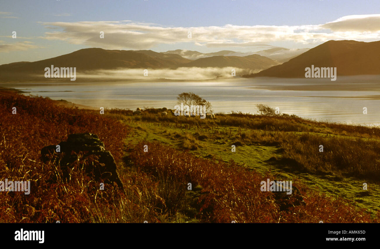 Argyll loch sheep mountain hi-res stock photography and images - Alamy