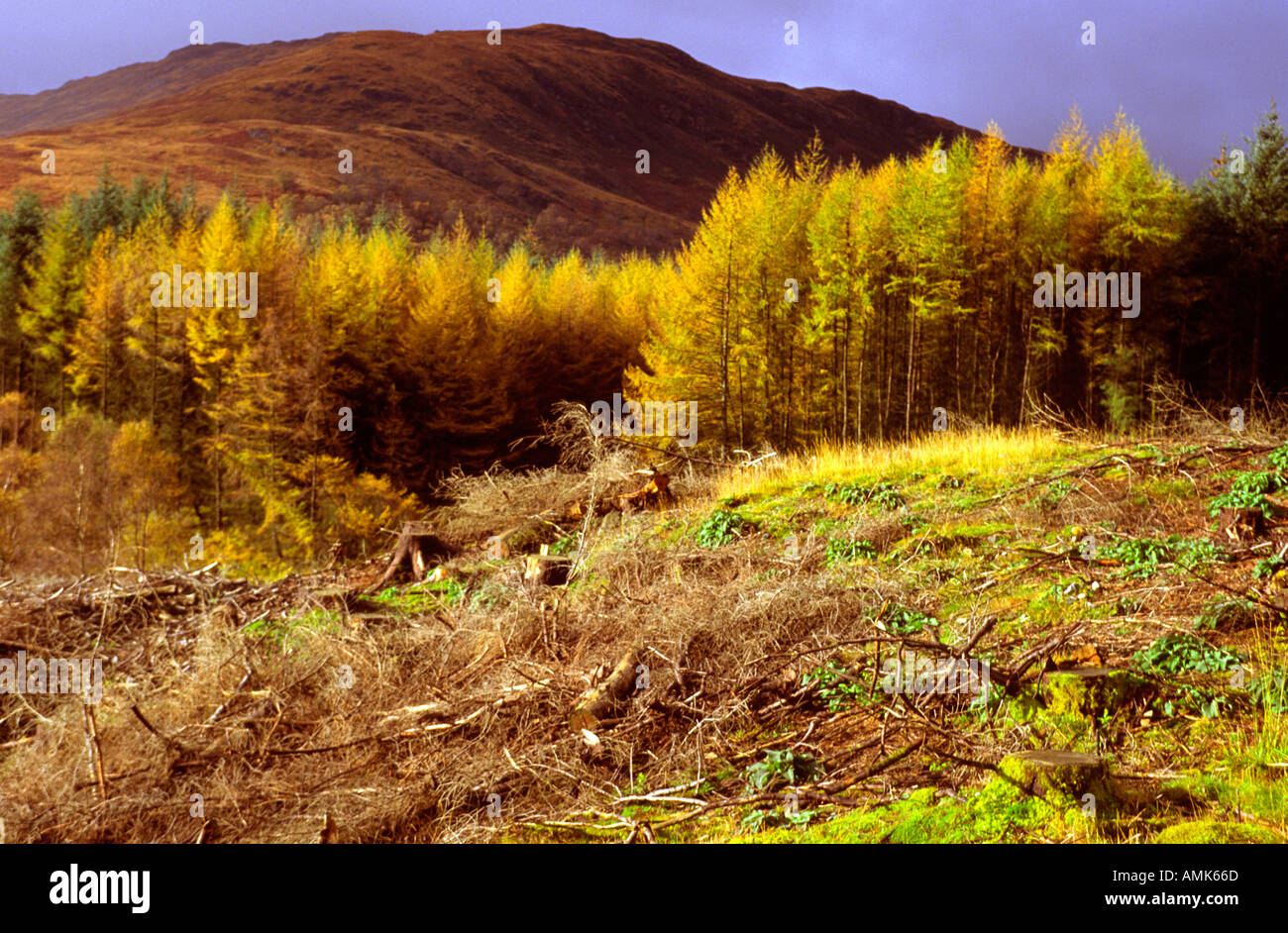 Forestry on Isle of Mull Stock Photo - Alamy
