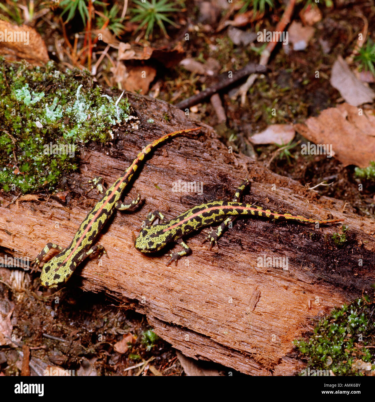 Triturus triturus marmoratus hi-res stock photography and images - Alamy