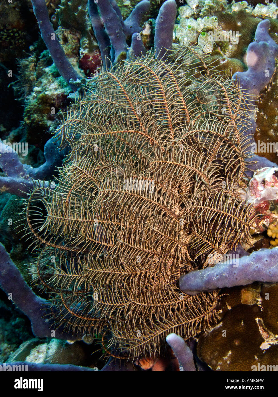 Maldives Underwater Feather Star attached to colourful blue sponge ...