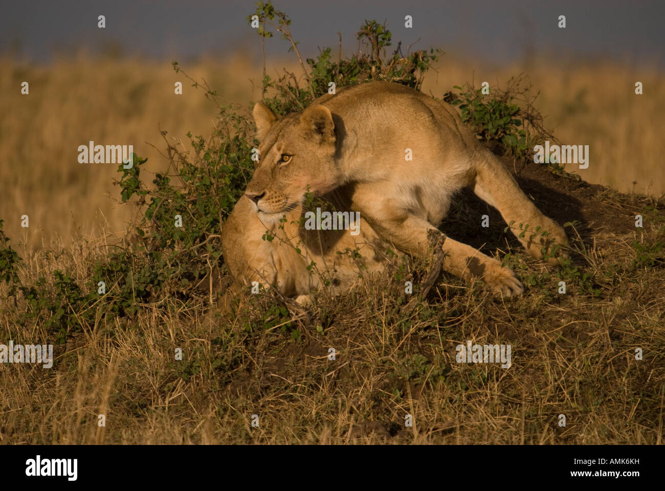 Leaping lion hi-res stock photography and images - Alamy