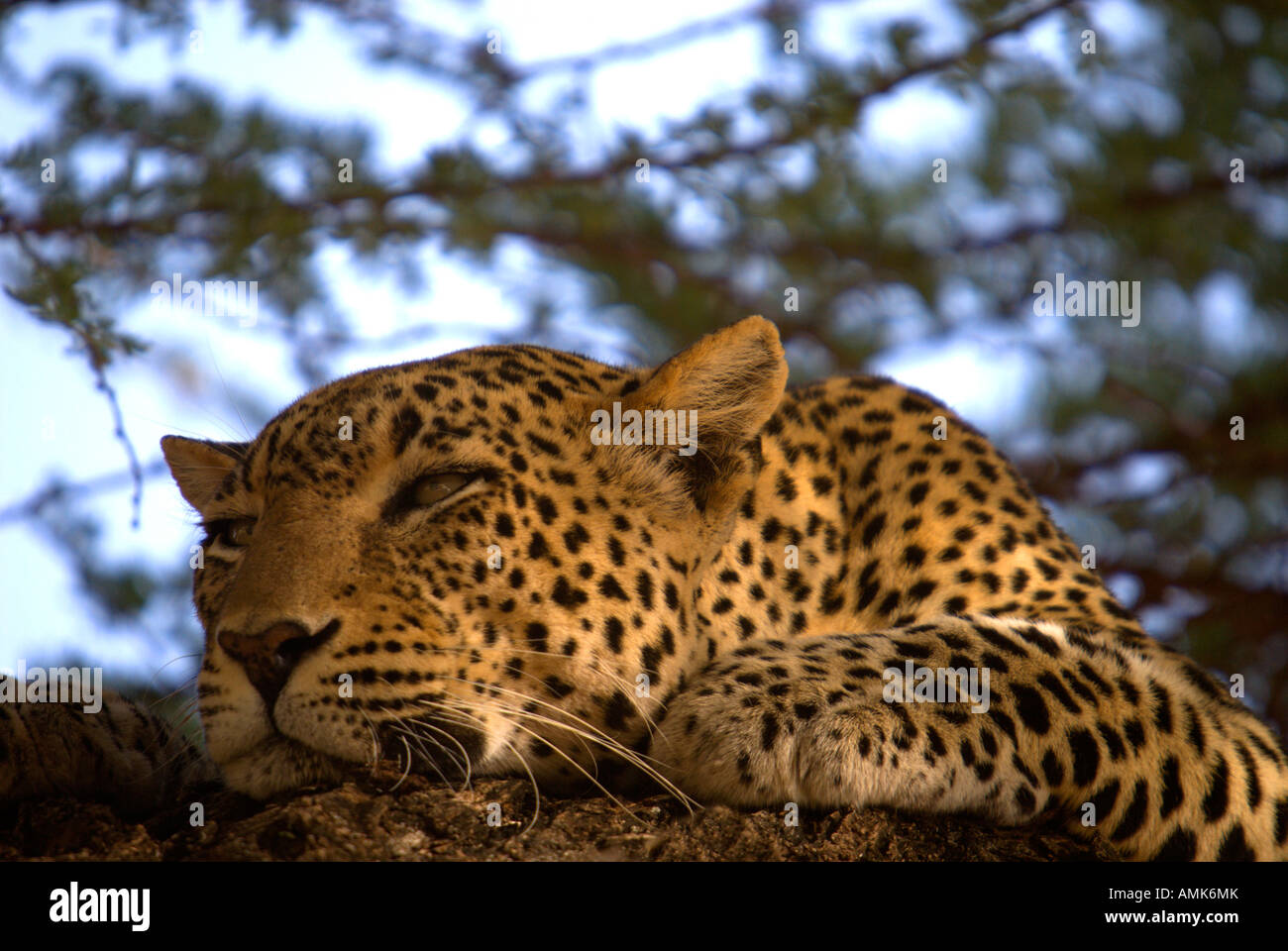 Leopard resting after eating Stock Photo - Alamy
