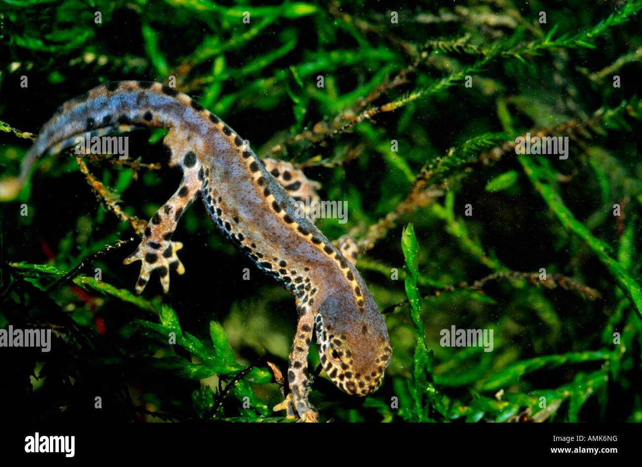 triton alpestre Alpine Newt Triturus alpestris Alpen Alpenmolche Alps ...
