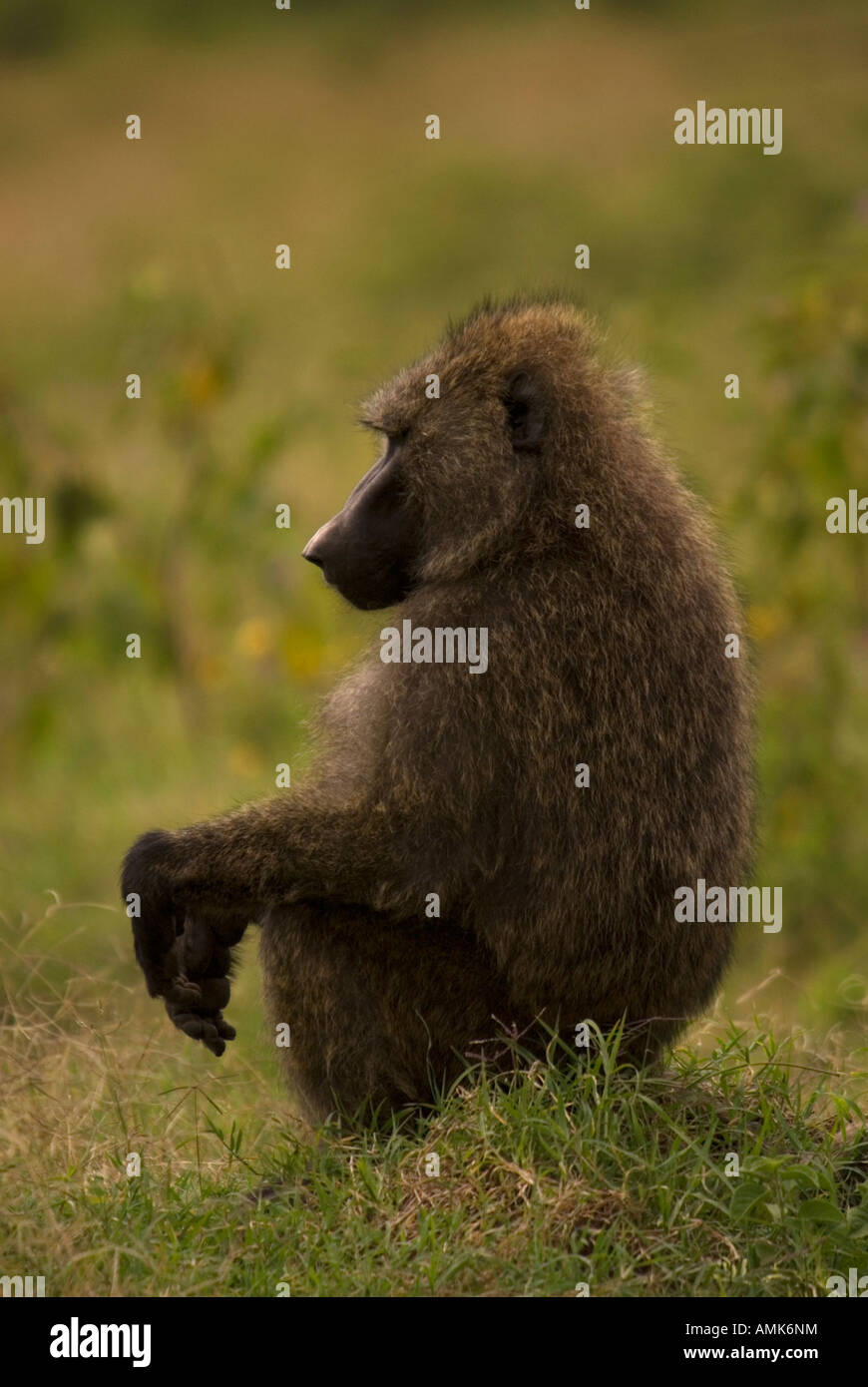 Watchful baboon hi-res stock photography and images - Alamy