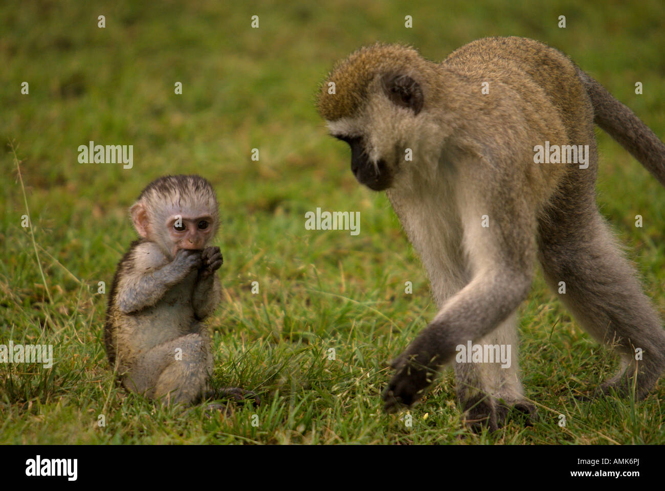 Mother watching over baby Stock Photo - Alamy