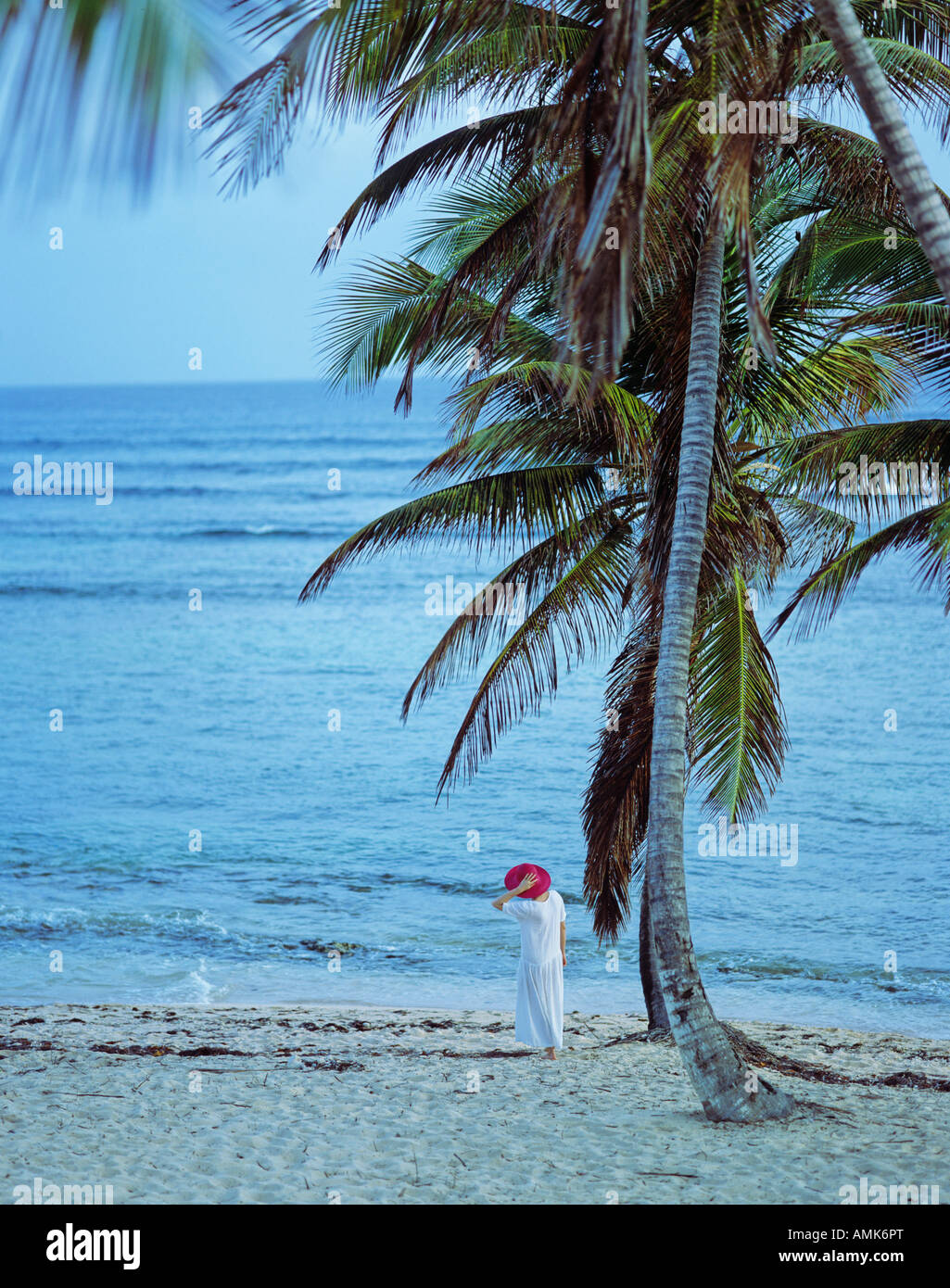Young woman standing under palm tree on beach, Phuket, Thailand Stock ...
