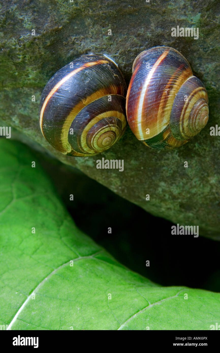 Love pest hi-res stock photography and images - Alamy