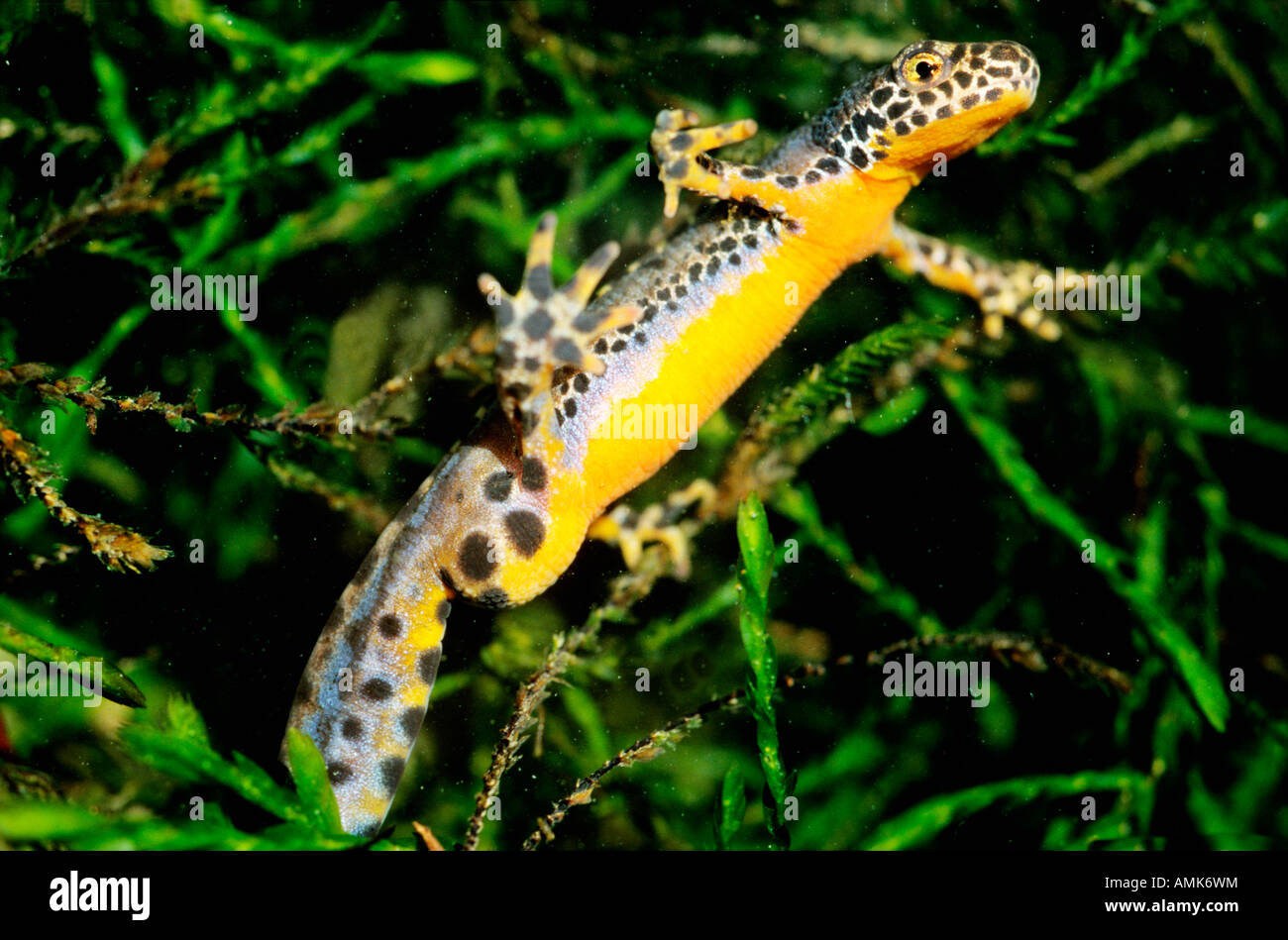 triton alpestre Alpine Newt Triturus alpestris Alpen Alpenmolche Alps ...