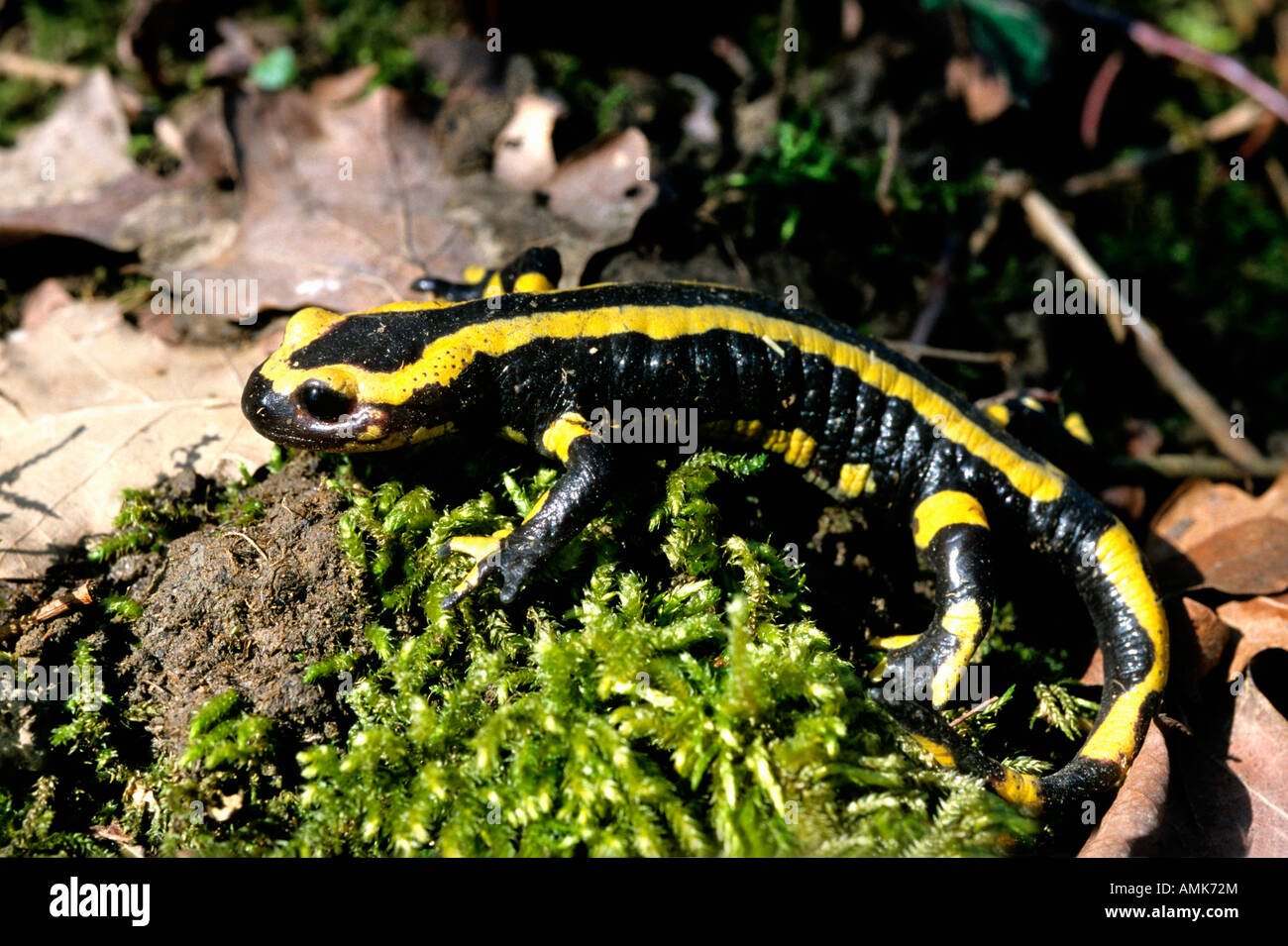 salamandre European Fire Salamander Salamandra salamandra Amphibia ...